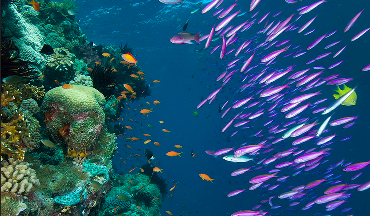 GetUp! - Save the Reef