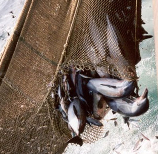 GetUp! - Ban Super Trawlers